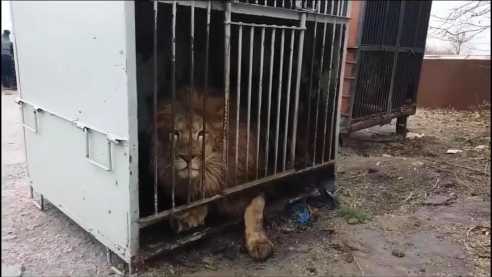 Bring home 4 lions from Ukraine to Africa - GlobalGiving