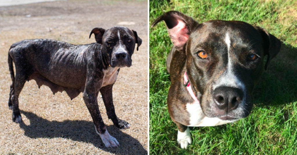 Rescue dogs suffering in Puerto Rico - GlobalGiving