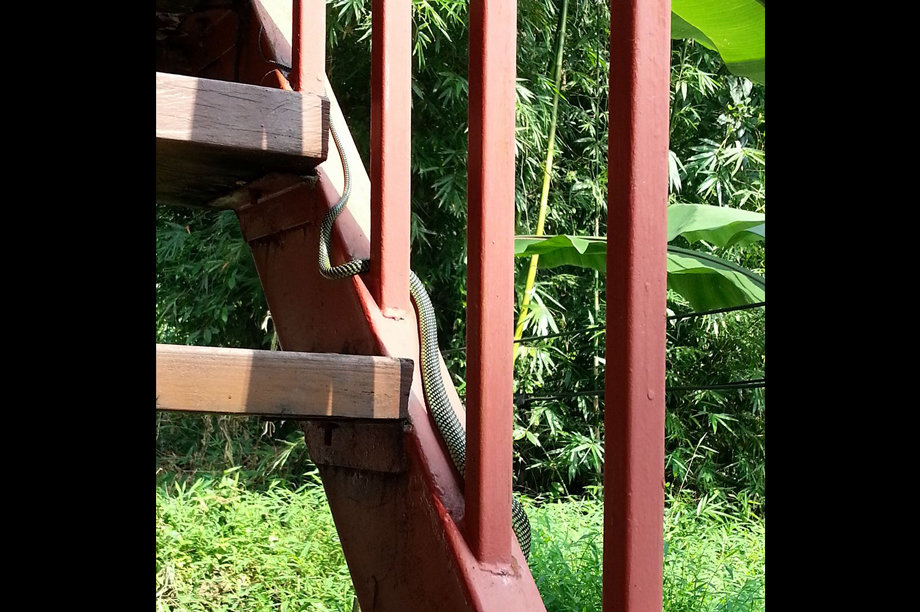 Snake Repellent Devices for School Grounds - GlobalGiving