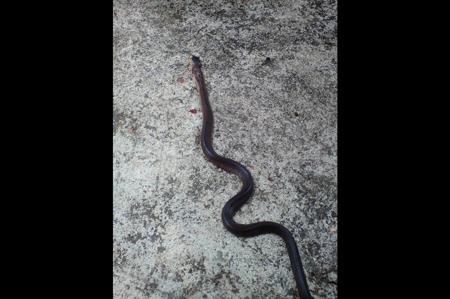 Snake Repellent Devices for School Grounds - GlobalGiving