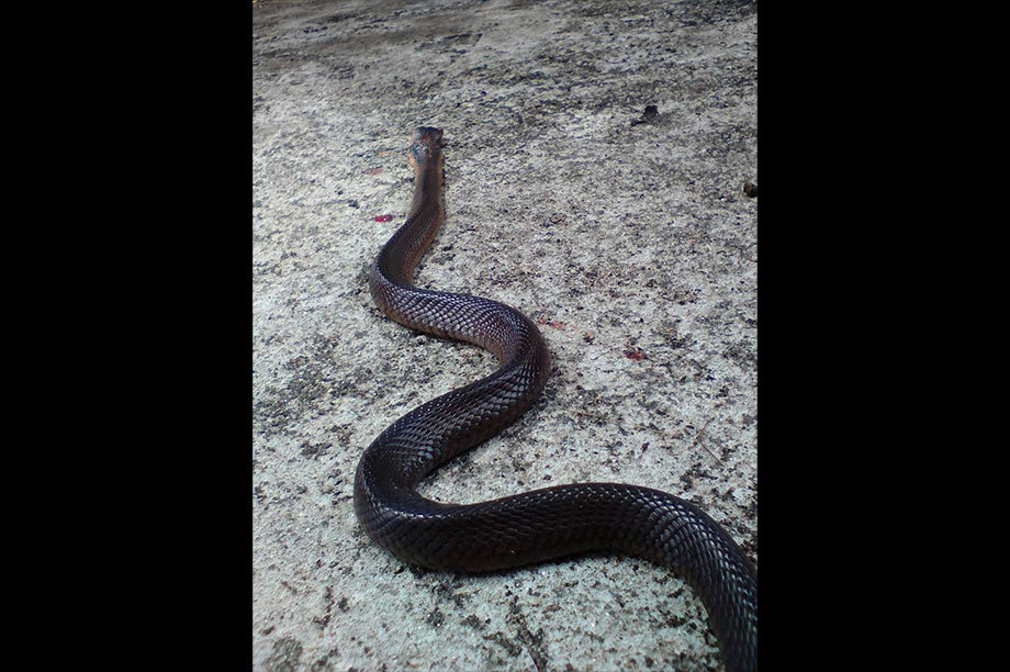 Snake Repellent Devices for School Grounds - GlobalGiving