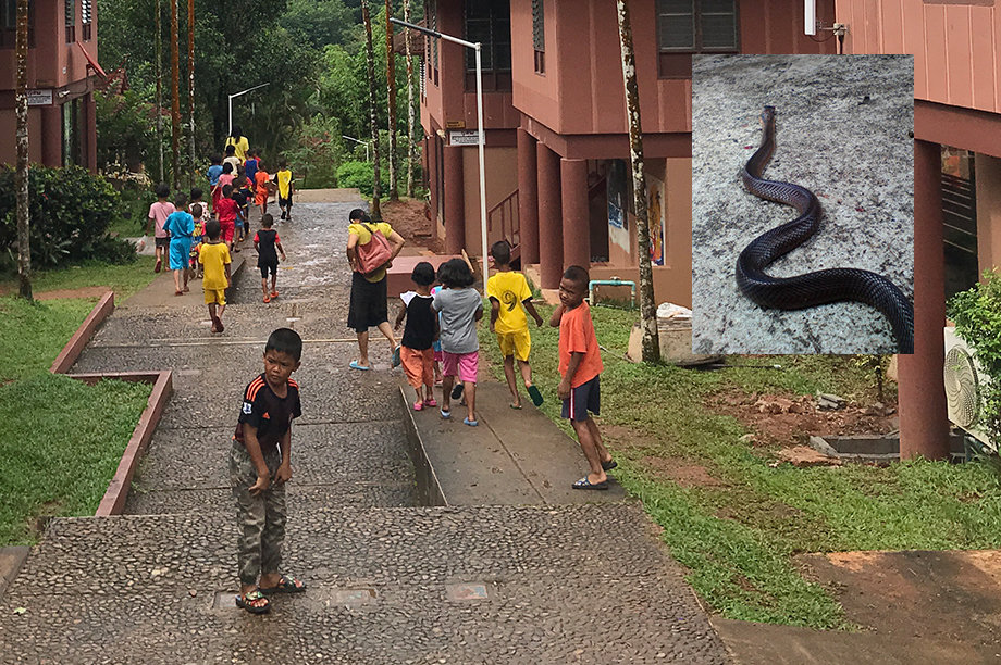 Snake Repellent Devices for School Grounds - GlobalGiving