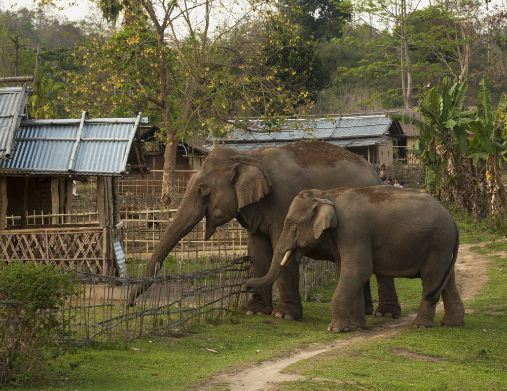 Saving Asian Elephants and protecting livelihoods - GlobalGiving