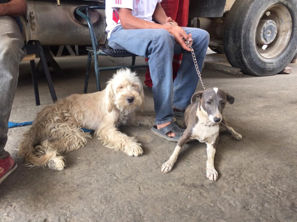 Let's vaccinate 1,000 Venezuelan dogs (rabbies) - GlobalGiving