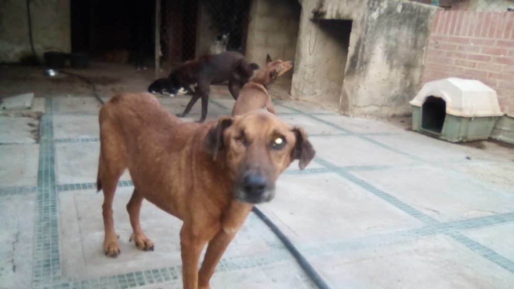 Make+200 senior rescue Venezuelan dogs feel athome - GlobalGiving