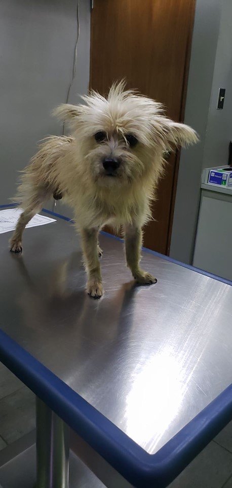 Rescue/Vet/Transport/Adopt 200 Street Dogs from PR - GlobalGiving