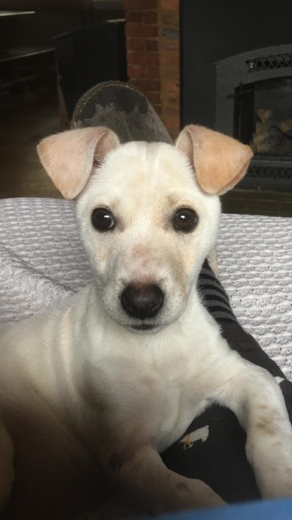 Rescue/Vet/Transport/Adopt 200 Street Dogs from PR - GlobalGiving