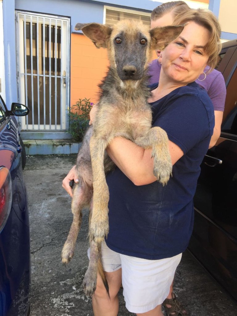 Rescue/Vet/Transport/Adopt 200 Street Dogs from PR - GlobalGiving