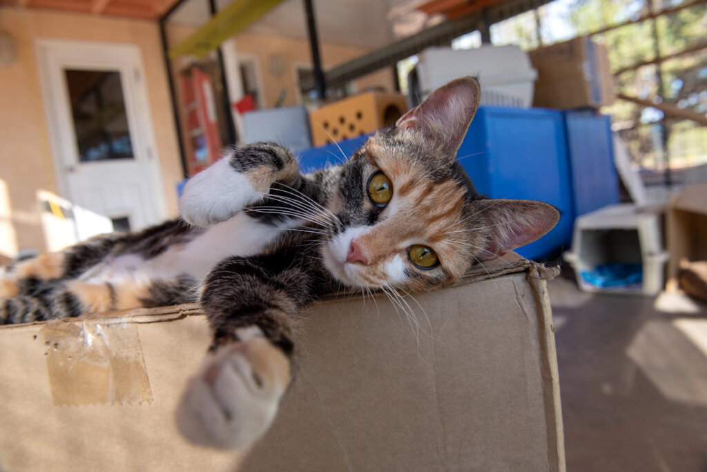 Save the lives of animals in our Nation's shelters - GlobalGiving