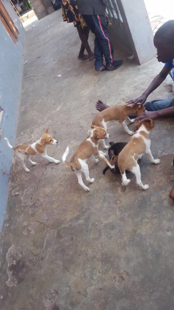 Rescue project for 900 dogs & cats in Accra. - GlobalGiving