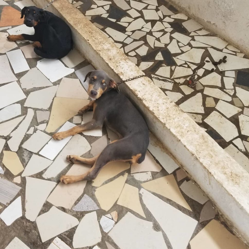 Rescue project for 900 dogs & cats in Accra. - GlobalGiving