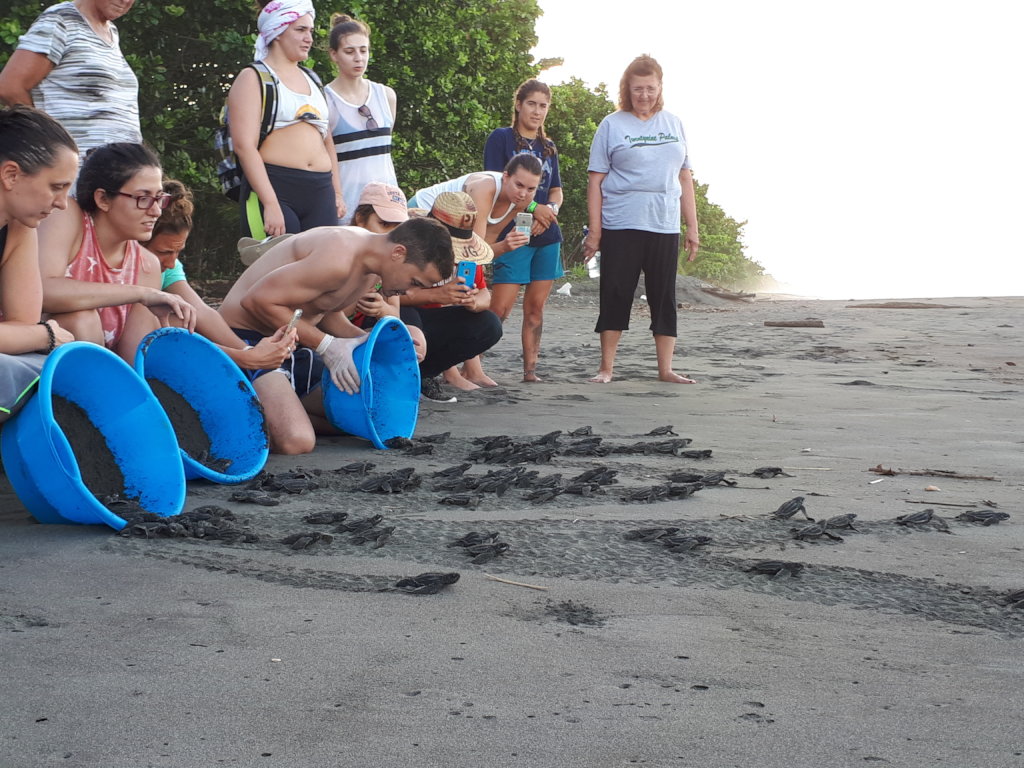 Improve conditions for our sea turtle heroes - GlobalGiving