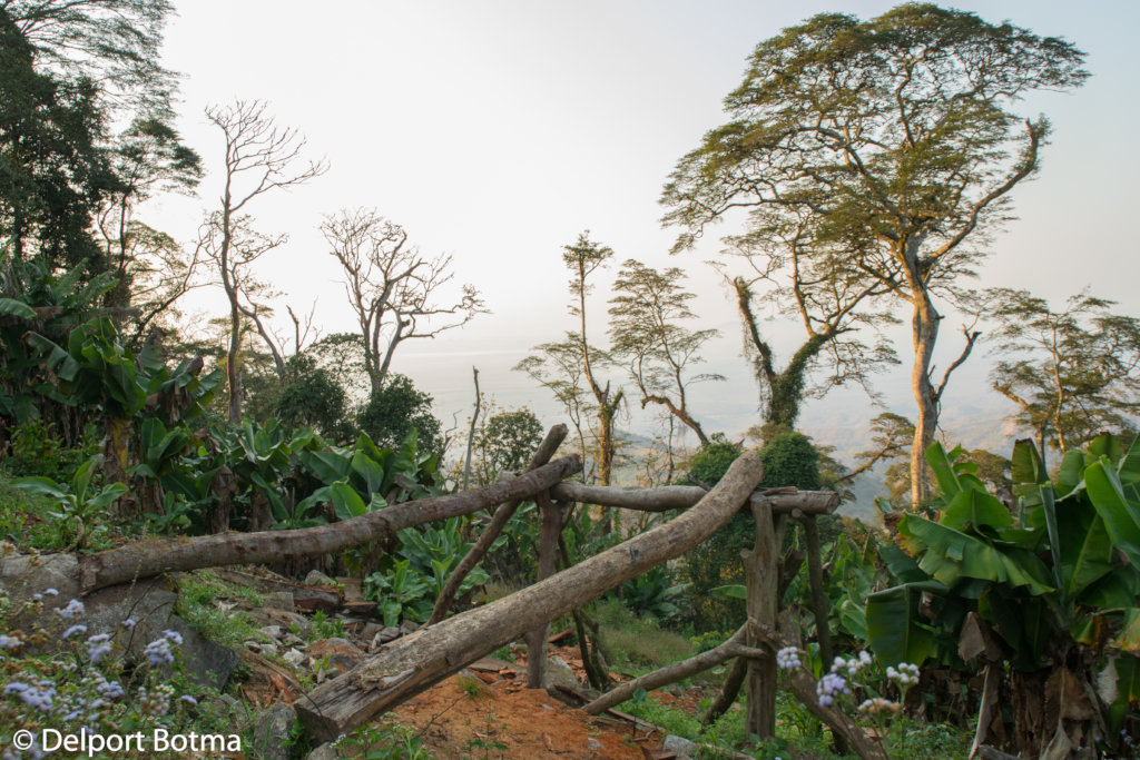 Saving the Chapman pygmy chameleon from extinction - GlobalGiving