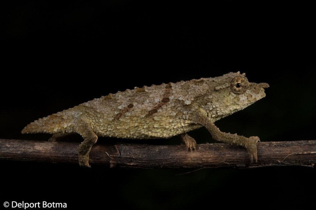 Saving the Chapman pygmy chameleon from extinction - GlobalGiving