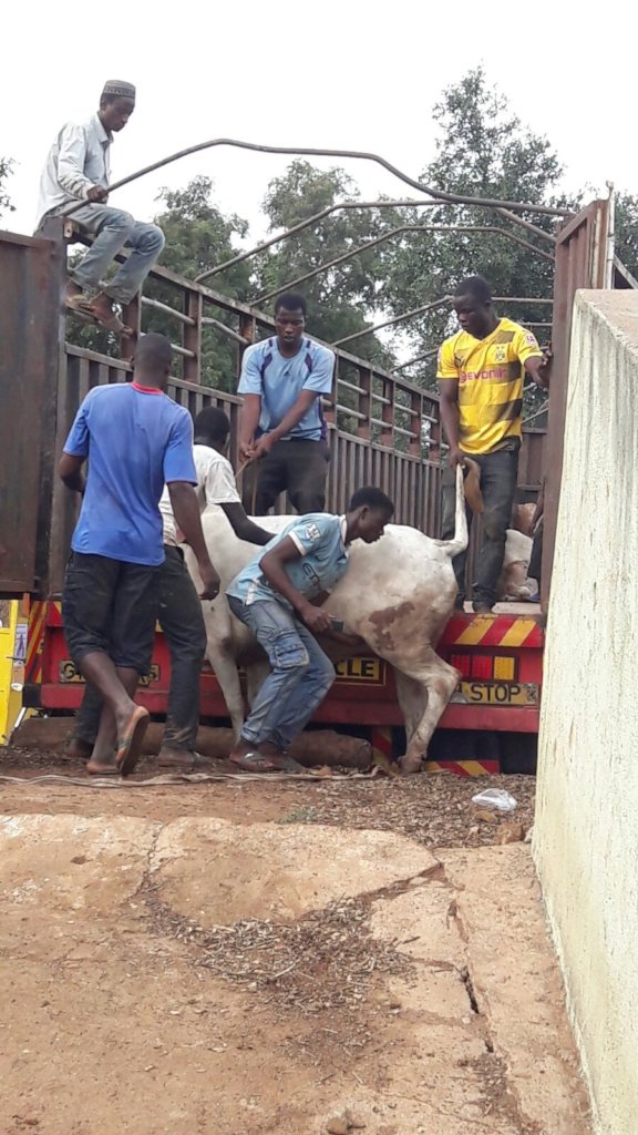 HELP PREVENT ANIMALS CRUELTY AND SUFFERING IN GH - GlobalGiving