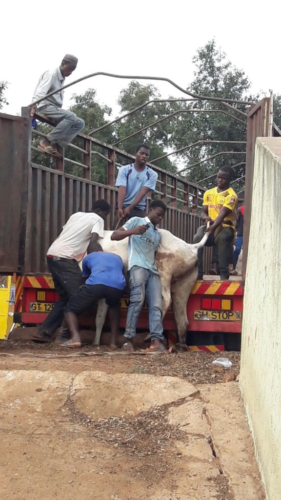 HELP PREVENT ANIMALS CRUELTY AND SUFFERING IN GH - GlobalGiving