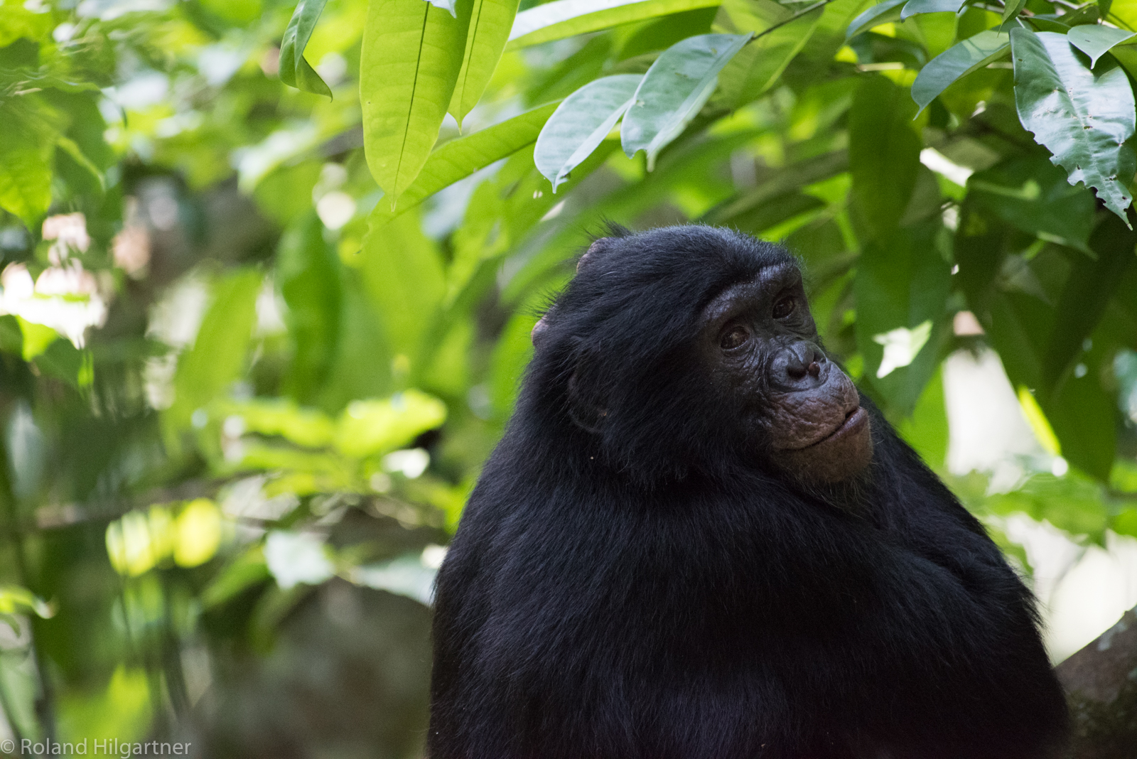 Photos from Save Endangered Bonobos in the Congo Rainforest - GlobalGiving