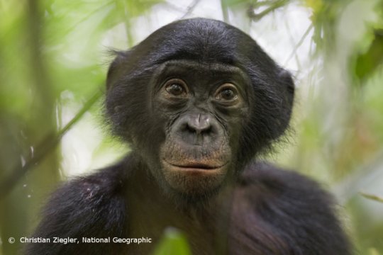 Save Endangered Bonobos in the Congo Rainforest - GlobalGiving