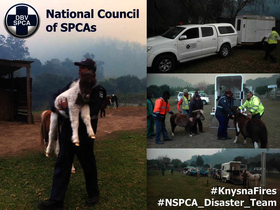 Help the NSPCA raise disaster funds for 2020 - GlobalGiving