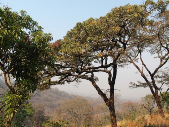 Forest restoration for biodiversity in Malawi - GlobalGiving