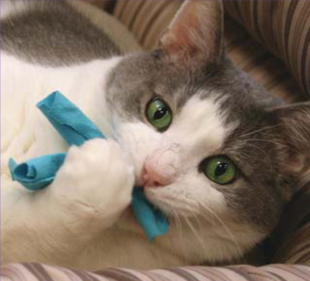 Cat Whitehill helps the SPCA feed pets - GlobalGiving