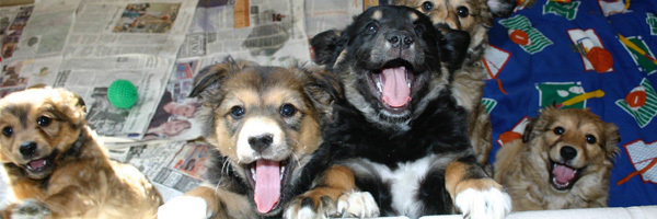 Cat Whitehill helps the SPCA feed pets - GlobalGiving