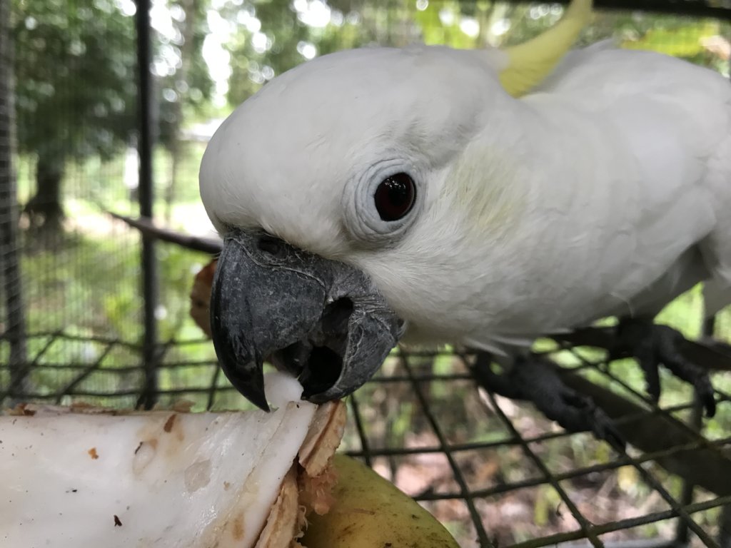 Reduce parrot poaching in 10 Indonesian villages - GlobalGiving
