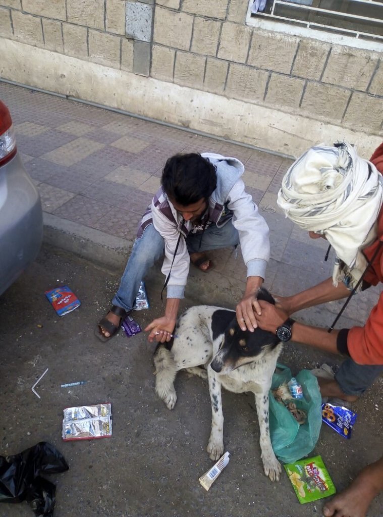 Donate to Stray Animal Rescue Shelter & CNVA anti Rabies - GlobalGiving