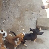 Help Feed, Rescue over 1000 cats and dogs, Ghana. - GlobalGiving