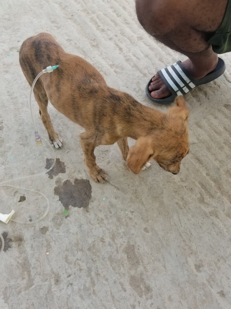 Help Feed, Rescue over 1000 cats and dogs, Ghana. - GlobalGiving