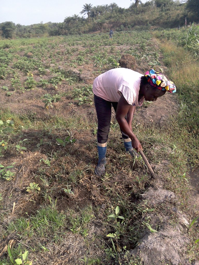 Seeds and skills to women farmers in Liberia - GlobalGiving