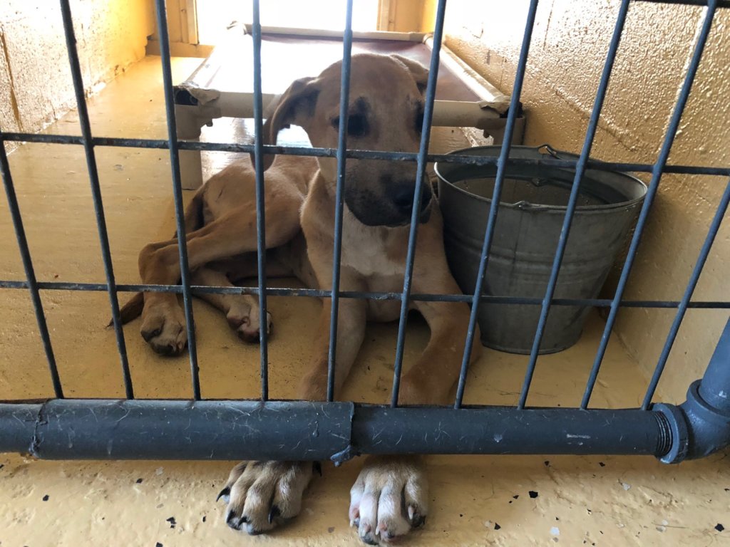 Build a Shelter for Homeless Animals like Bailey - GlobalGiving