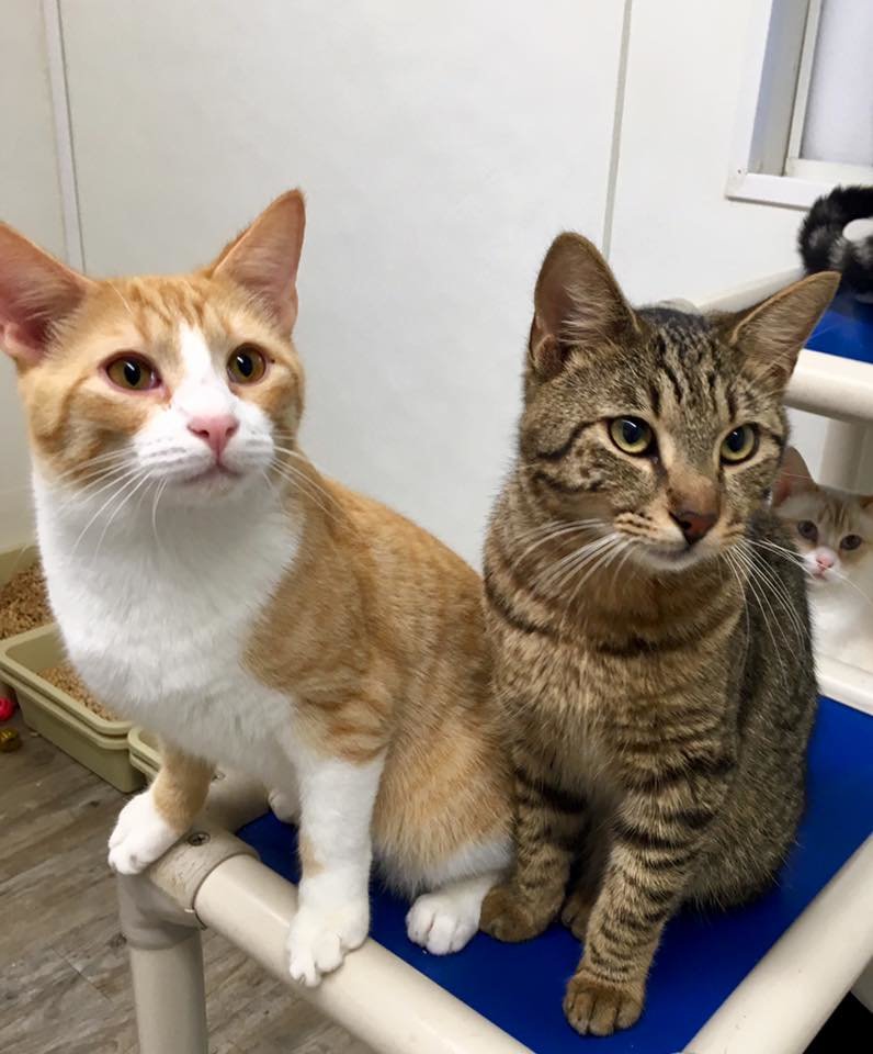 Build a Shelter for Homeless Animals like Bailey - GlobalGiving