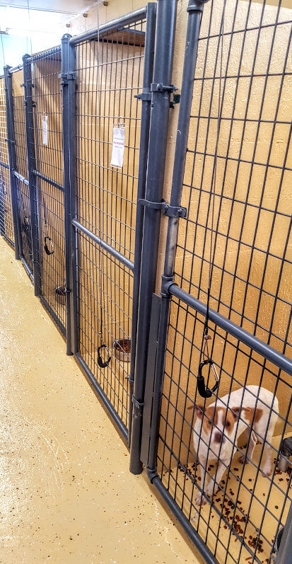 Build a Shelter for Homeless Animals like Bailey - GlobalGiving