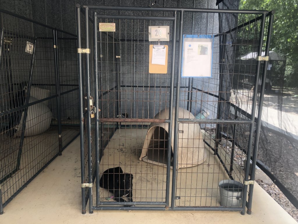 Build a Shelter for Homeless Animals like Bailey - GlobalGiving