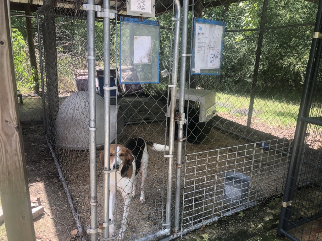 Build a Shelter for Homeless Animals like Bailey - GlobalGiving