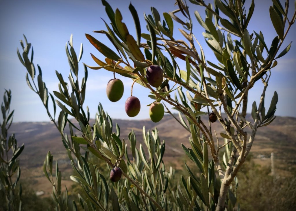 The Olive Tree Project - GlobalGiving