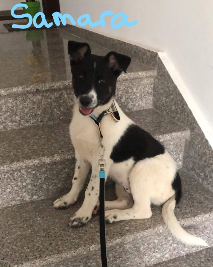 Reports on Save an Abused Dog from the West Bank - GlobalGiving