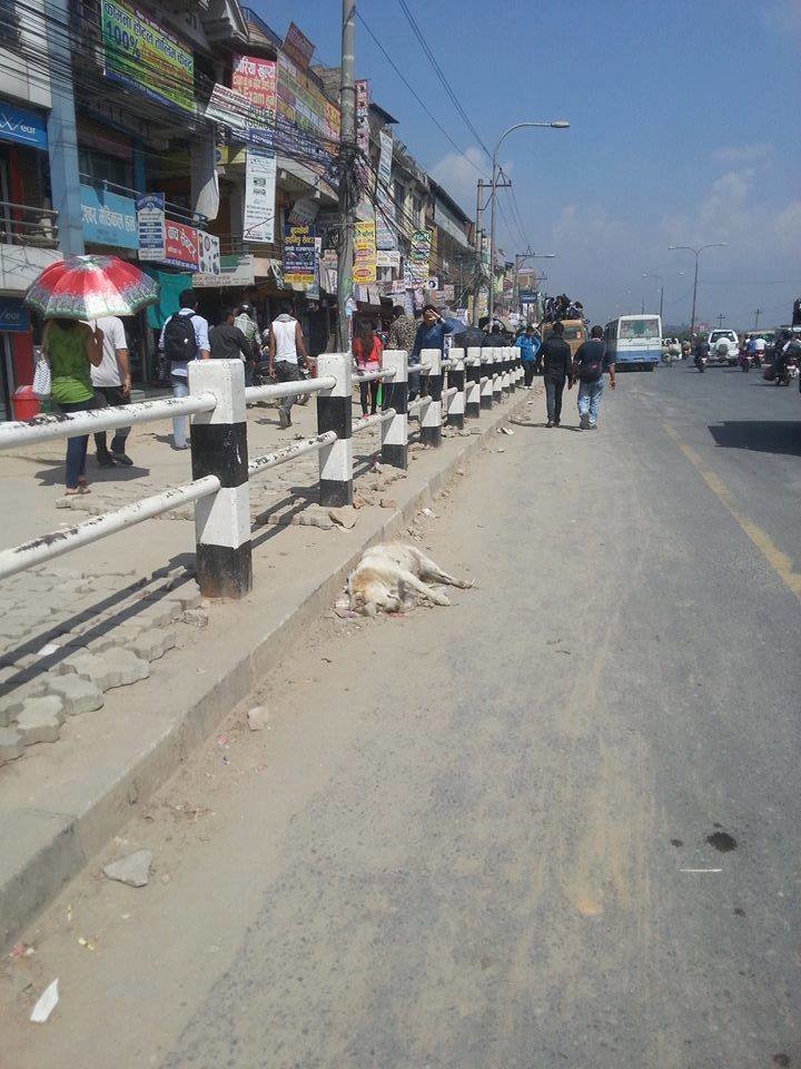 Treatment of street & stray dogs in Nepal - GlobalGiving