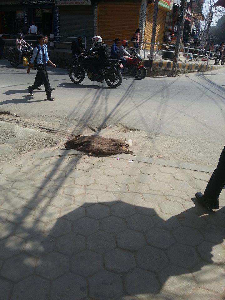 Treatment of street & stray dogs in Nepal - GlobalGiving