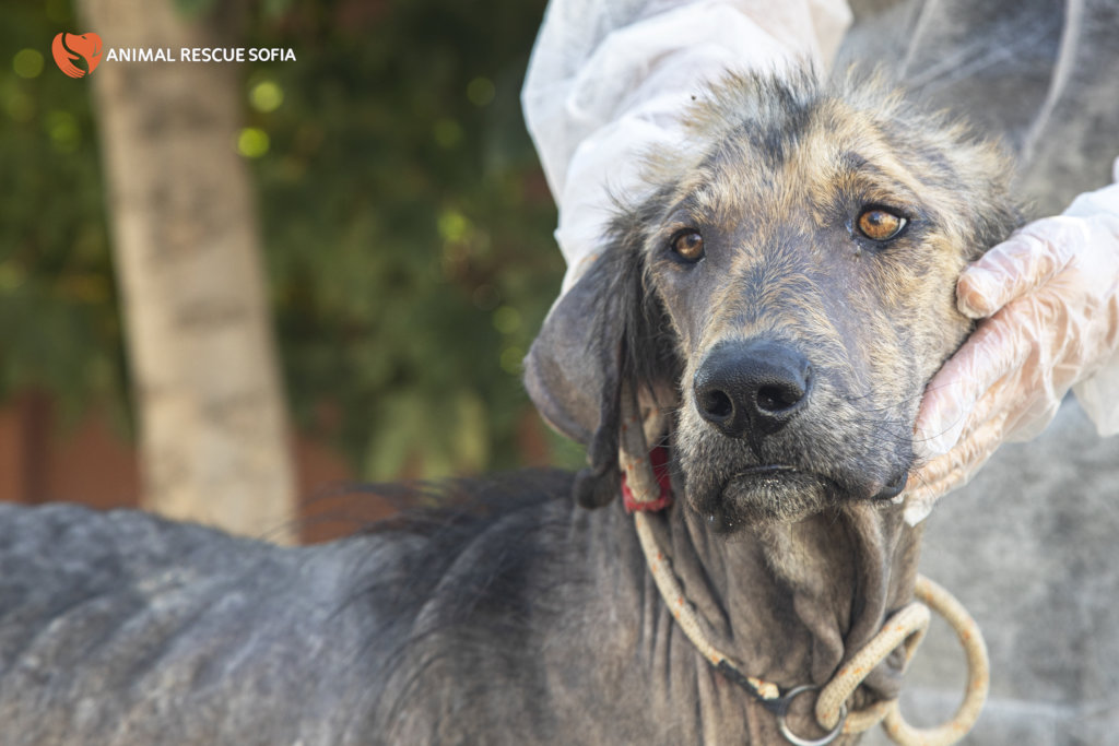 Franzisca Vet Clinic - Help us Help Them - GlobalGiving