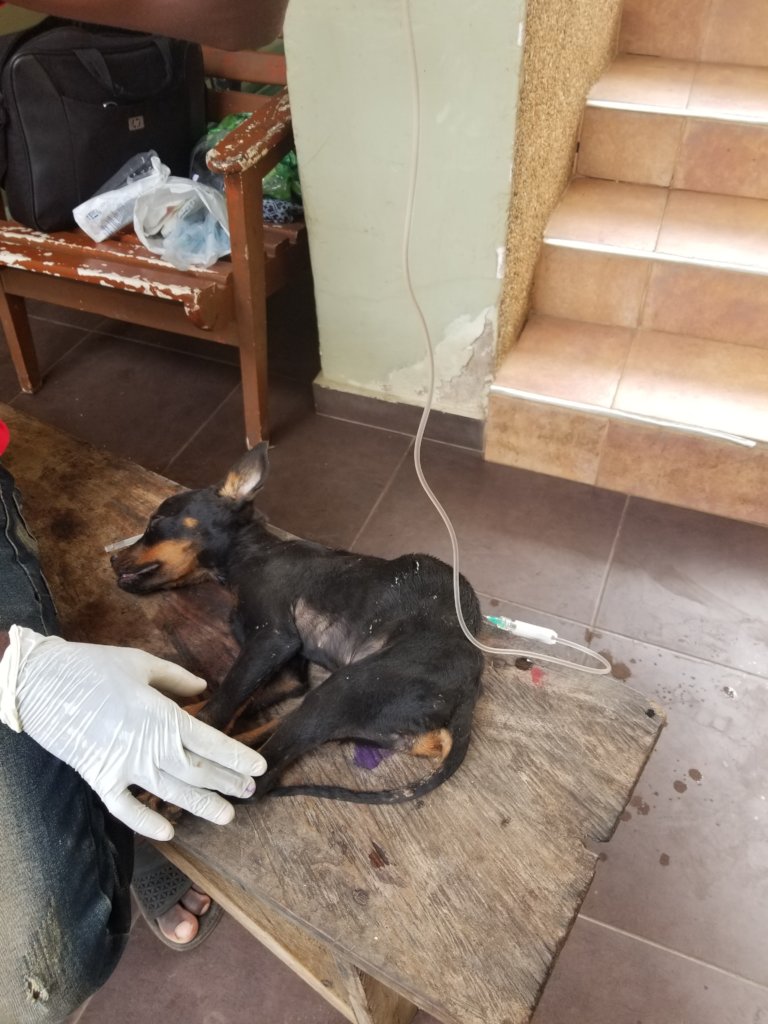 Rescue project for 900 dogs & cats in Accra. - GlobalGiving