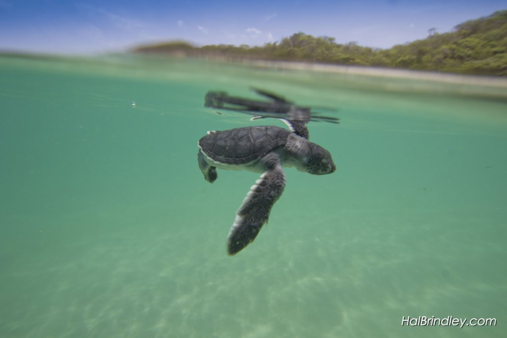 Sea Turtle Emergency Fund - GlobalGiving