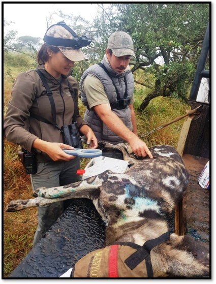 Endangered Species Protection Project - GlobalGiving