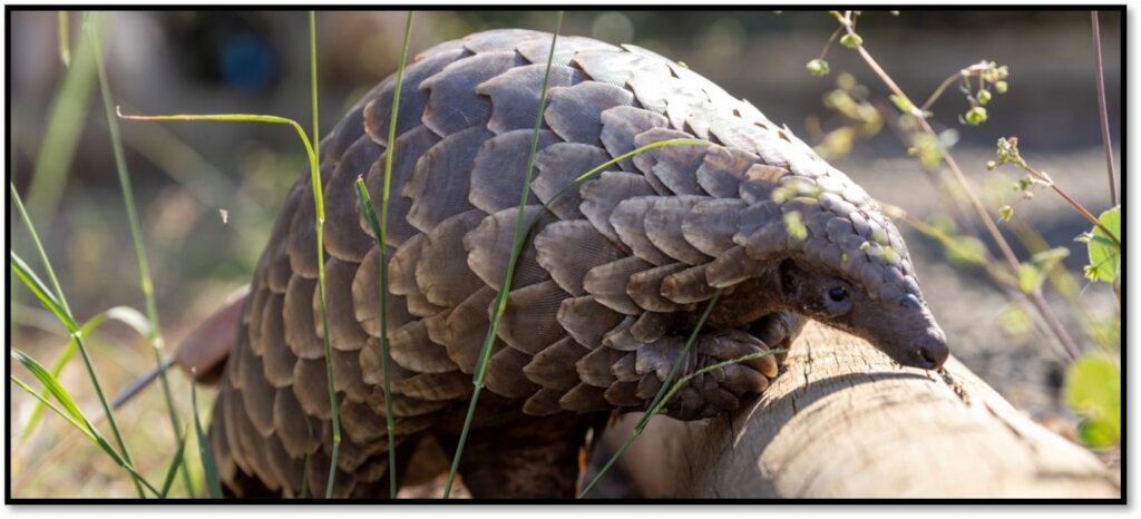 Reports on Endangered Species Protection Project - GlobalGiving