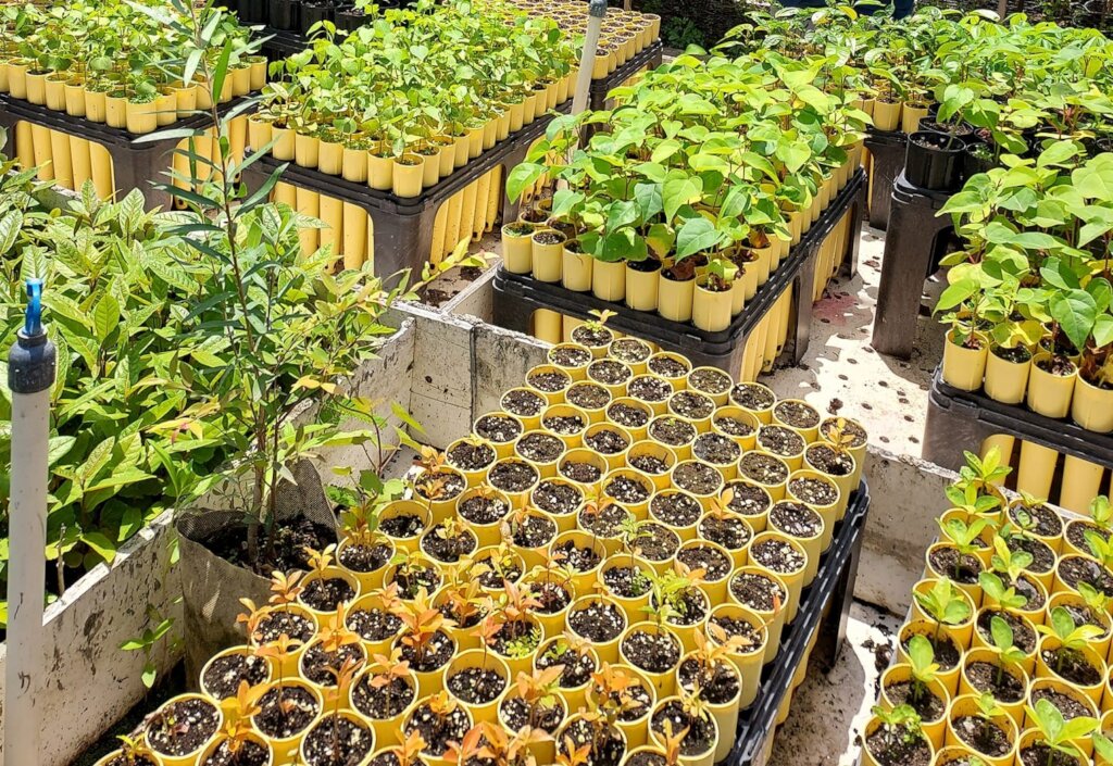 Reports on Restore impacted protected forest in Puerto Rico - GlobalGiving