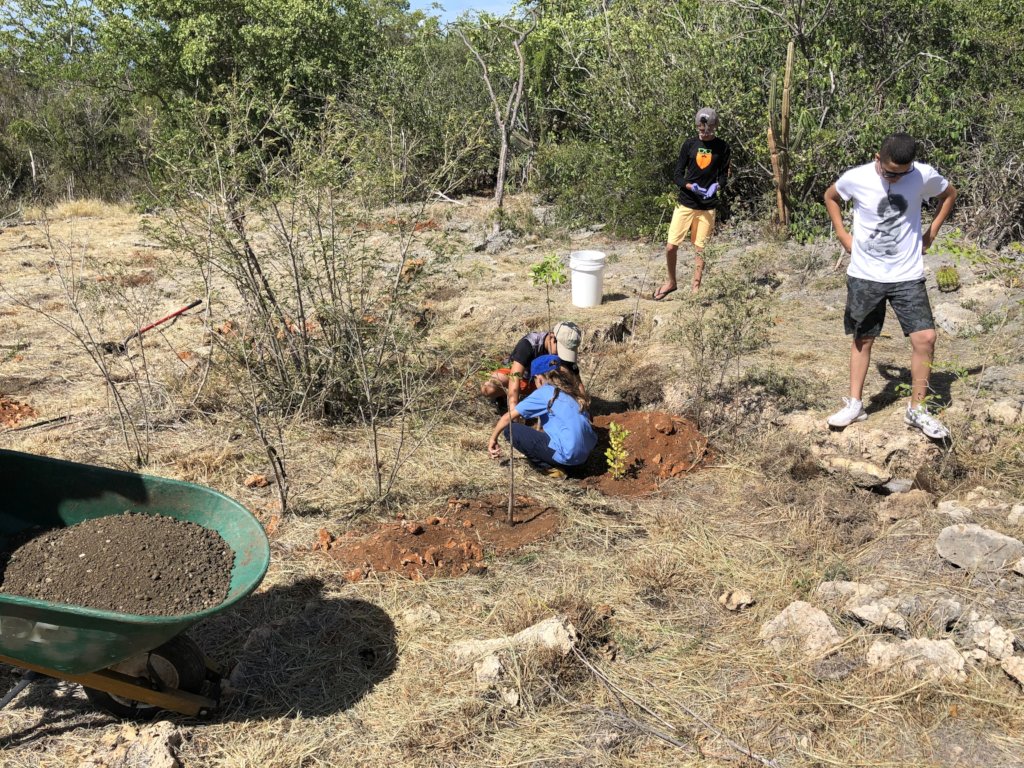 Restore impacted protected forest in Puerto Rico - GlobalGiving