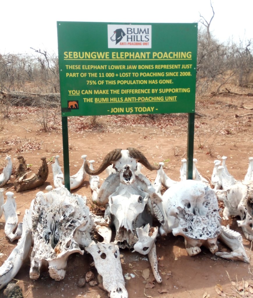 Protect Zimbabwe's Wildlife from Poaching - GlobalGiving