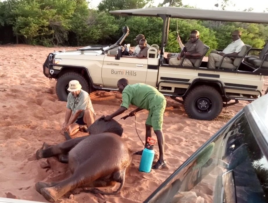 Protect Zimbabwe's Wildlife from Poaching - GlobalGiving