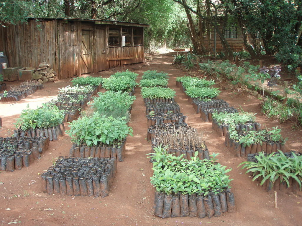 Community tree planting project in Mount Kenya - GlobalGiving